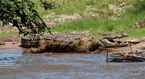Crocodilo Do Nilo Características Nome Científico E Fotos Mundo