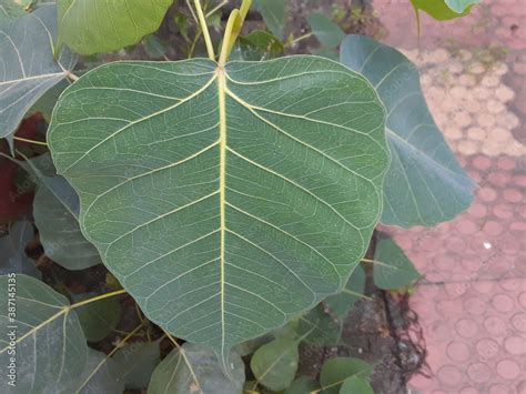 Peepal Tree Leaf Uses