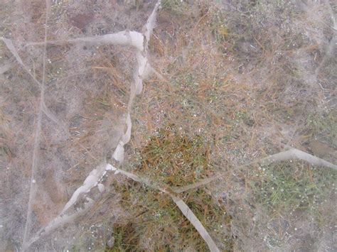 Iced Grass 2 By Digitalhomicide On Deviantart