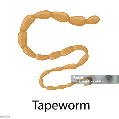 Parasites Worms In Domestic Animals Tapeworm Stock Illustration