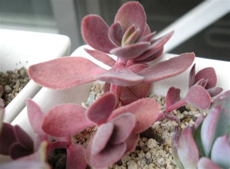 ワテルメイエリー 私だけの多肉植物図鑑