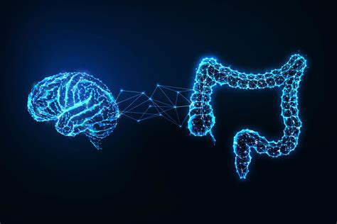Gut Brain Axis Definition Function Nutrition Disorders Symptoms