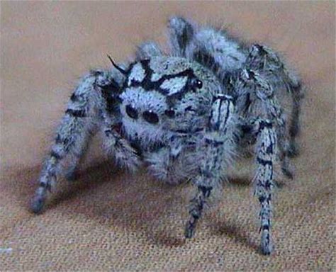 Jumping Spider Creationwiki The Encyclopedia Of Creation Science