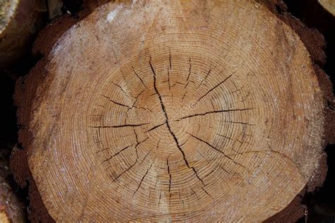 Tree Trunk Cross Section Stock Photo Image Of Lumberjack