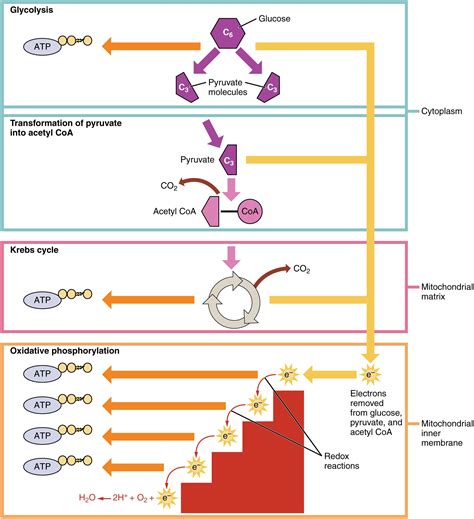This Figure Shows The Different Pathways Of Cellular Respiration The