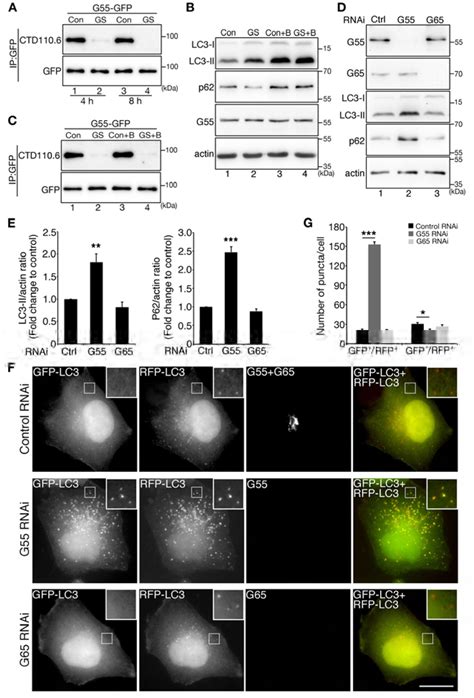 Grasp55 Senses Glucose Deprivation Through O Glcnacylation To Promote Autophagosome Lysosome