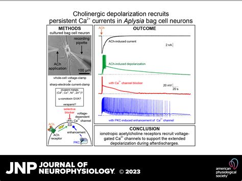 Neuron Depolarization Neuron Depolarization