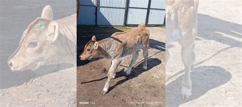 Тёлочка Швицкой породы купить в Тюмени Животные и зоотовары Авито