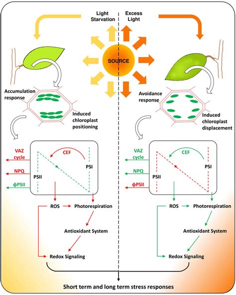 Light Plant Reaction At Charles Zeigler Blog