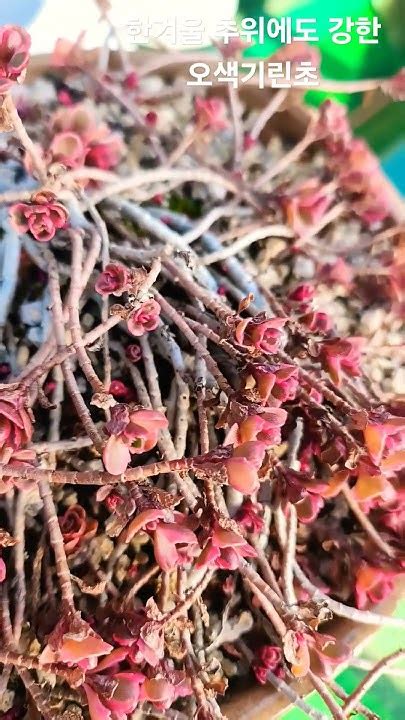 다육이키우기 오색기린초 이찬원 당신을믿어요 Youtube