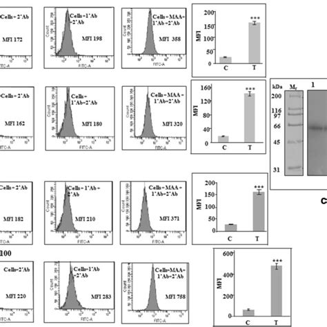 A And B Histograms Representative Of Facs Analysis For Evaluation Of Download Scientific