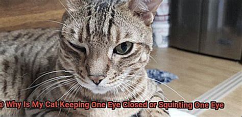 Why Is My Cat Keeping One Eye Closed Or Squinting One Eye