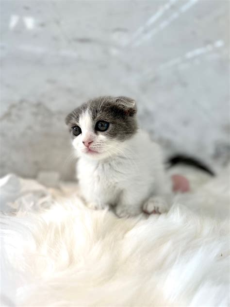 먼치킨 공주님590000 고양이무료분양 고양이종류 도그마루 라이트 시바견분양 비숑분양 비숑분양가 러시안블루 골든리트리버 웰시코기