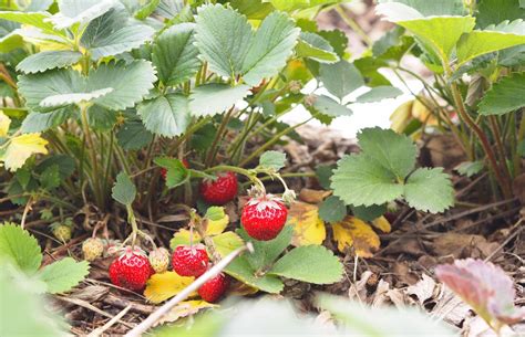 Very Small Image Of Strawberries Small Strawberries Hi Res Stock