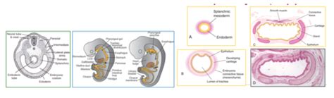 Anatomy 16 Respiratory Embryology Larynx And Lungs Flashcards Quizlet