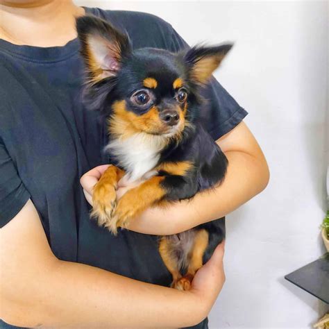 장모치와와뽕실 강아지책임분양 강아지분양 고양이분양 컴투펫 시츄 셔틀랜드쉽독 말티푸 미니핀 치와와 요크셔테리어 포메라니안 말티즈 분양