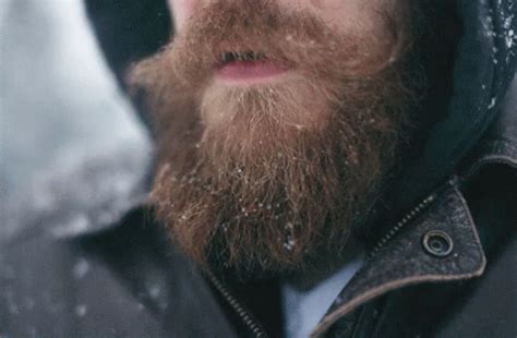 Beard Bearded  Beard Bearded Discover And Share S