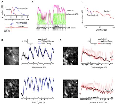Sniffing Behavior Can Be Used To Predict The Glomerular Response A