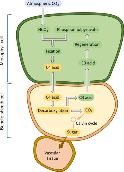 C4 Photosynthesis Cycle
