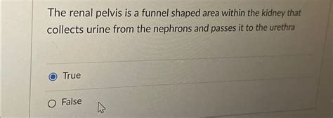 Solved The Renal Pelvis Is A Funnel Shaped Area Within The
