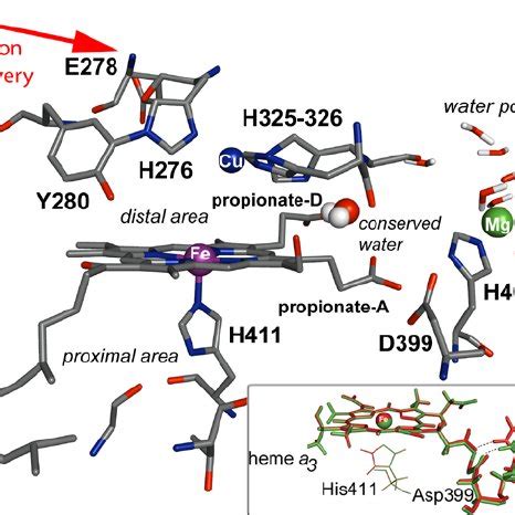 The Crystal Structure Of Myoglobin Mb From Sperm Whale Pdb Code 2Z6S Download Scientific
