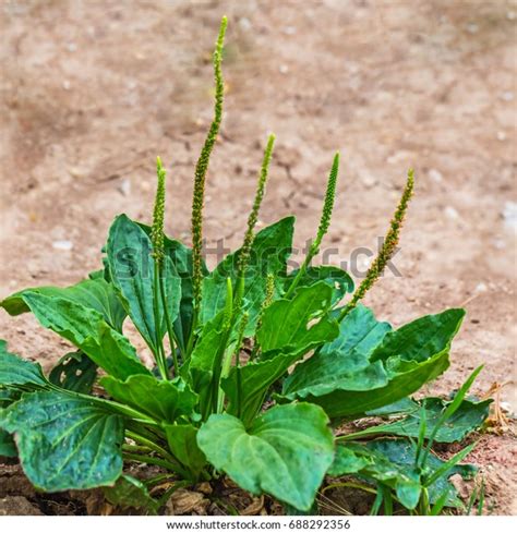 2 Microbial Modulation Therapy 图片、库存照片和矢量图 Shutterstock