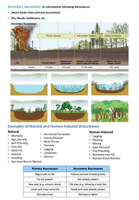 Volcano Primary Succession