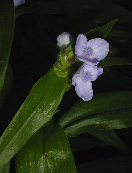 Zigzag Spiderwort Tradescantia Subaspera