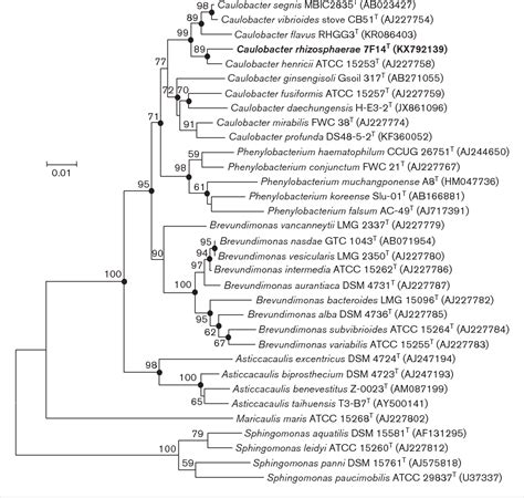 Table 2 From Caulobacter Rhizosphaerae Sp Nov A Stalked Bacterium