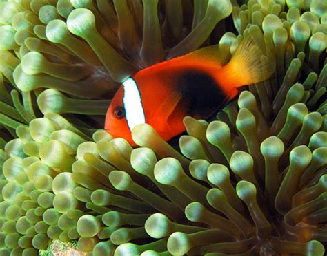Can Clownfish Kill An Anemone