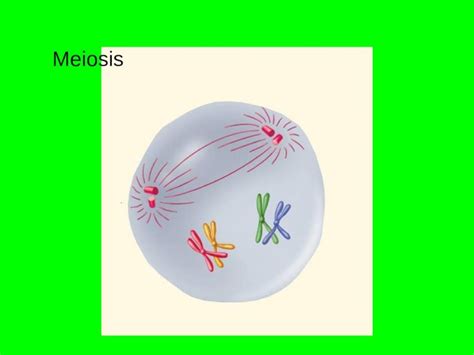 Ppt Meiosis I Definition The Formation Of Gametes Sex Cells That