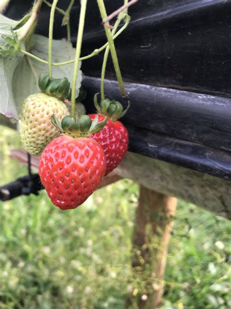 Mechberry Calyx Finder Object Detection Model By Lans Space