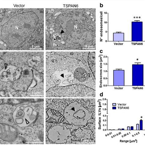 App Ctf Accumulates In Endosomal Compartments In Tspan6 Overexpressing Download Scientific