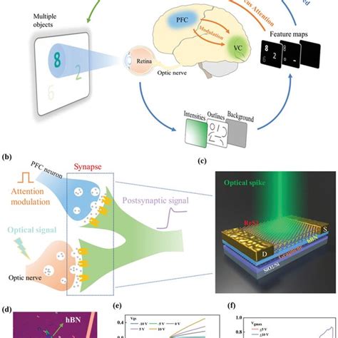 A Illustration Of A Neuromorphic Visual System Nvs With Visual Download Scientific Diagram