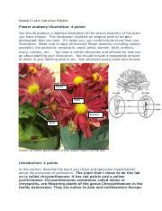 Lab Cost Of Sex Pollution Docx Module Lab Cost Of Sex Pollution Flower Anatomy