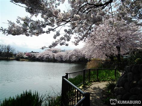 牛池の桜 2012 くまぶろ