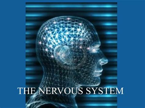 PPT THE NERVOUS SYSTEM PowerPoint Presentation Free Download ID