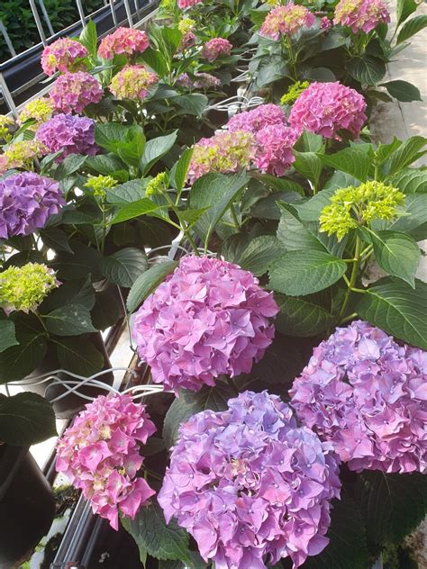 수국화분 팔아요 23년7월16일 24 00까지 주문 강원특별자치도 원주시 단구동 비즈프로필