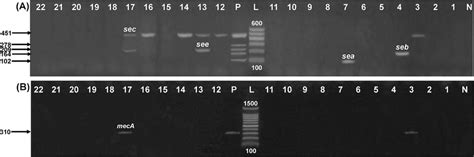 Molecular Detection Of Staphylococcal Enterotoxins And Methicillin Download Scientific Diagram