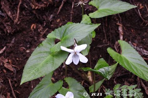 小仏城山高尾山「叡山菫・長葉の菫細辛・丸葉菫・高尾菫・茜菫・匂い立坪菫・立坪菫・山瑠璃草・関東深山傍食・一人静・二輪草・汚れ猫の目