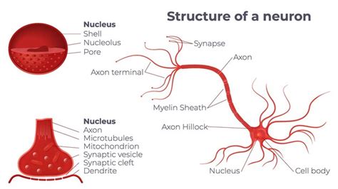 Neurofibrils