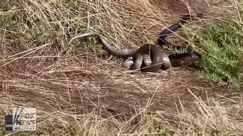 Snake Eats Snake In This Dramatic Scene Warning Graphic Video Fox