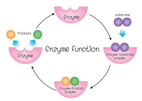 Enzyme Process Diagram At Lisa Cunningham Blog