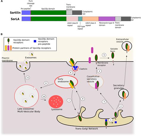 Frontiers Regulatory Roles Of Sortilin And Sorla In Immune Related