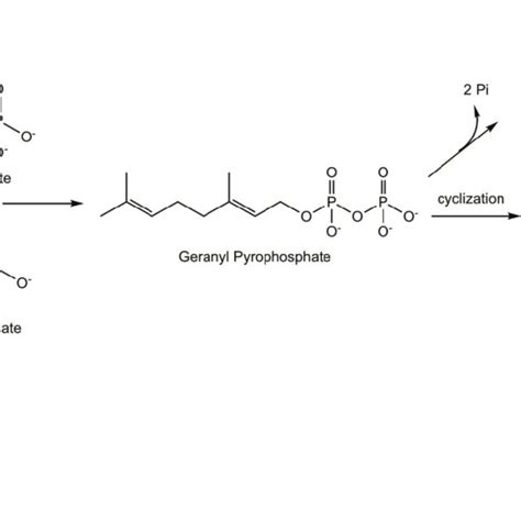 Pathway Of Acyclic Monocyclic And Bicyclic Monoterpene Biosynthesis Download Scientific