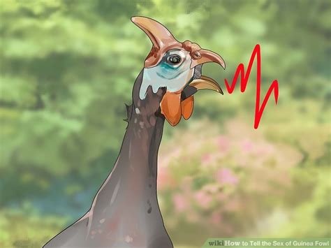3 Ways To Tell The Sex Of Guinea Fowl Wikihow