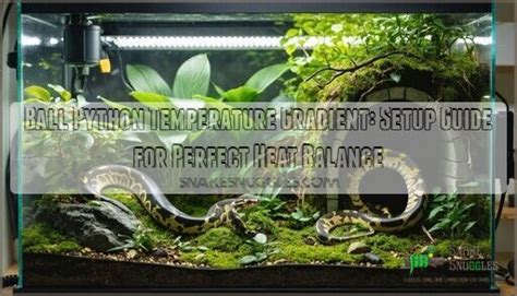 Is Your Ball Python Pregnant 7 Clear Signs Every Owner Must Know