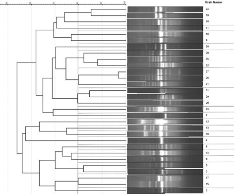 Dendrogram Generated With Dice Coefficient And The Upgma Clustering
