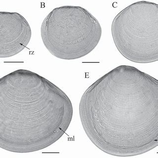 Anatomy Of Mya Arenaria Larvae Ab — Veliger Stage Cd — Pediveliger