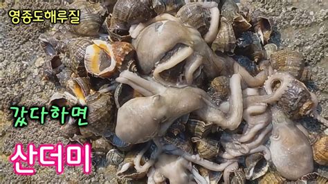 해루질 영종도 여기는 갔다 하면 한가득 넘치게 담아오는 곳입니다 낙지 소라 박하지 피조개 시간 가는 줄 모르고 정신없이 줍줍 영상 보시면 실감납니다